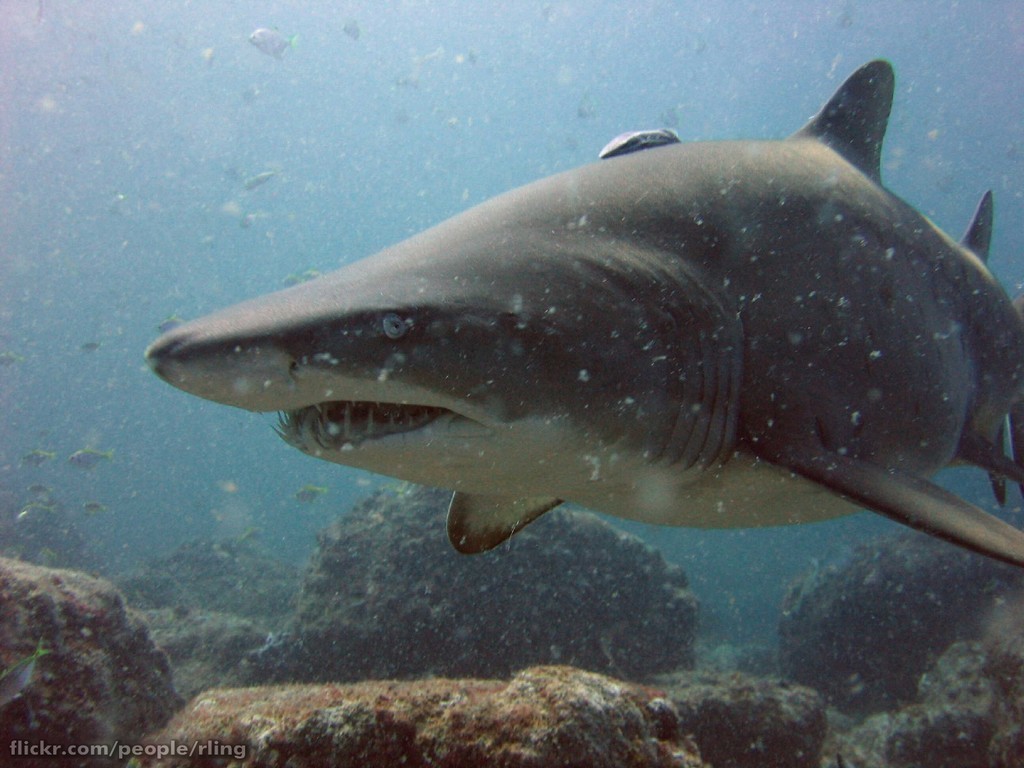 Odontaspis taurus (Fish at Gateway National Recreation Area) · iNaturalist