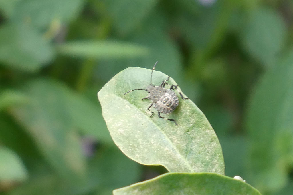 Brown Marmorated Stink Bug from Gruia, Cluj-Napoca, Romania on ...