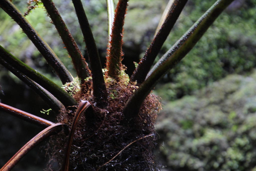 Forest Tree Fern from Myberg Ravine in ravine: Table Mountain section ...