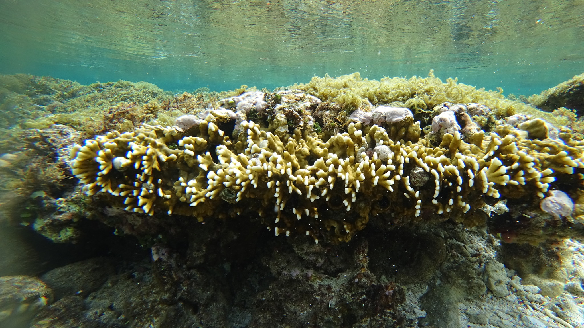 Millepora tenera Boschma, 1949