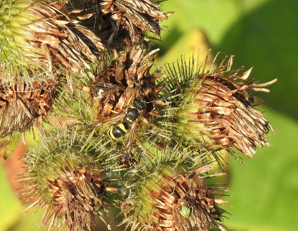 Wall Mason Wasp from Winkler, MB, Canada on September 19, 2021 at 09:59 ...