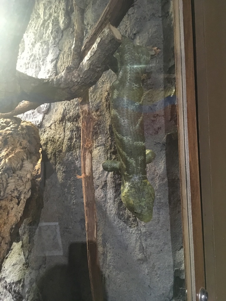 Solomon Islands Skink from East Knoxville, Knoxville, TN, USA on ...