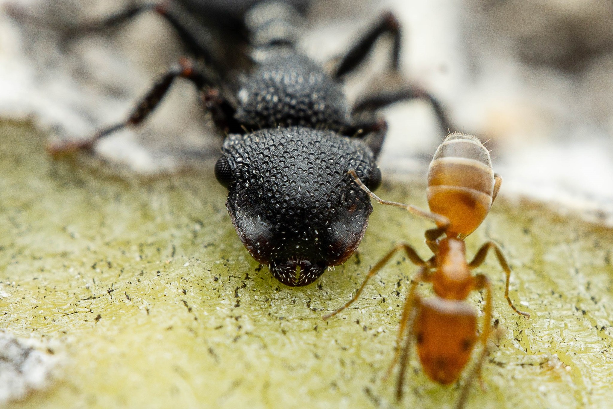 Cephalotes rohweri (Wheeler, 1916)
