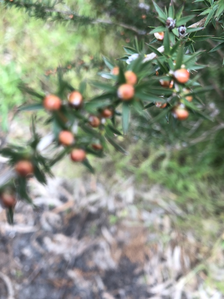 prickly tea-tree from Anchorage Drive, Blind Bight, VIC, AU on October ...