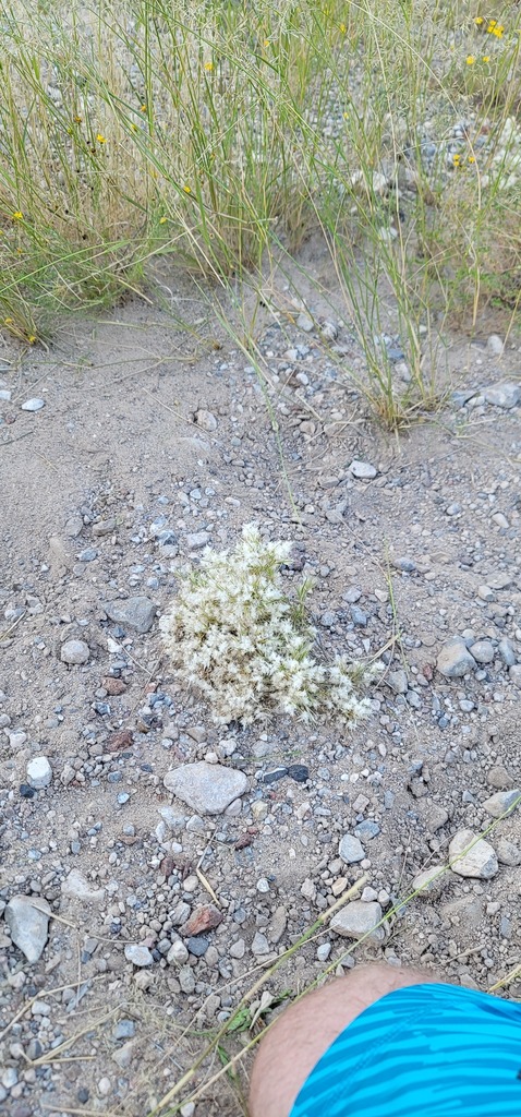 Zacate borreguero desde El Paso County, US-TX, US el 22 de septiembre ...