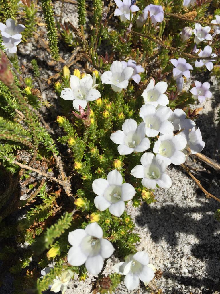 Roella recurvata (Chicory) - plant details - WorldFloraDB