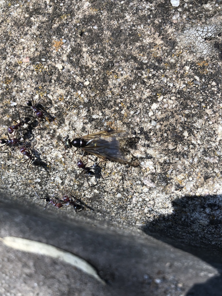 Southern Meat Ant from Gilbert Street, Gilberton, SA, AU on October 02 ...