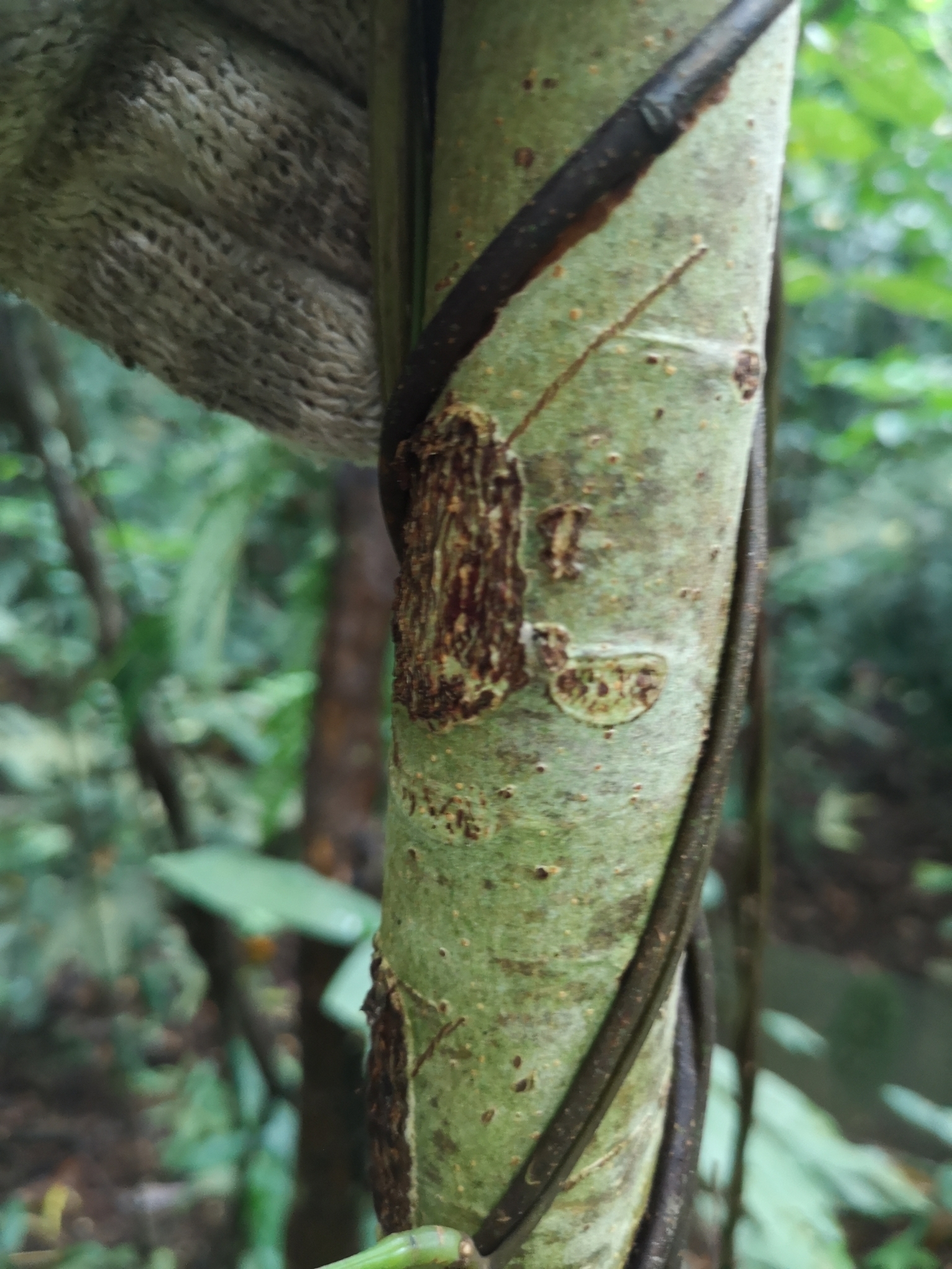Sterculia parviflora Roxb.