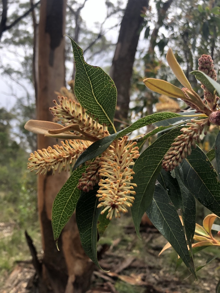 Woody Pear from Thirlmere NSW 2572, Australia on October 02, 2021 at 11 ...