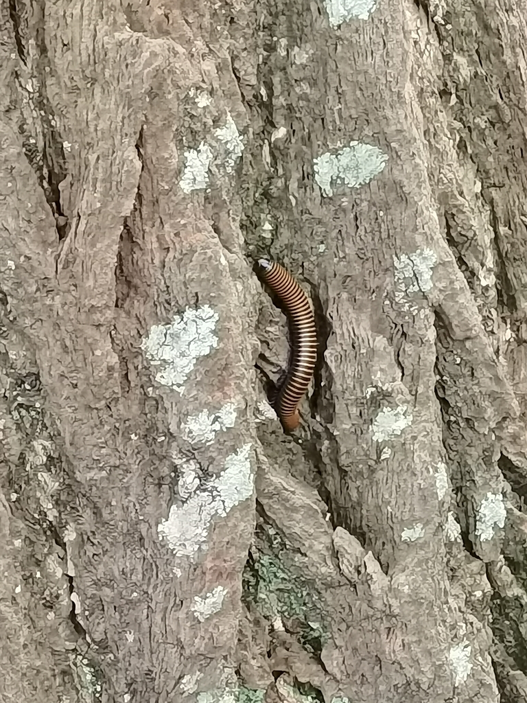 Spirobolus from 中国 山东省青岛市崂山区 on October 2, 2021 at 12:20 PM by ingester ...