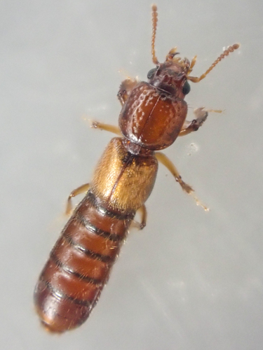 Bledius monstratus · iNaturalist