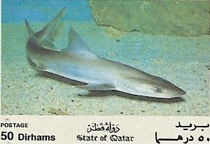 Weasel Sharks (Hemigaleidae) - Marine Life Identification
