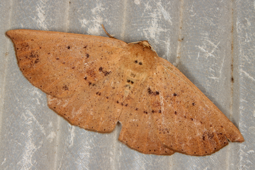 Dry Leaf Looper Moth from Bull Hill, Tinonee NSW 2430, Australia on ...