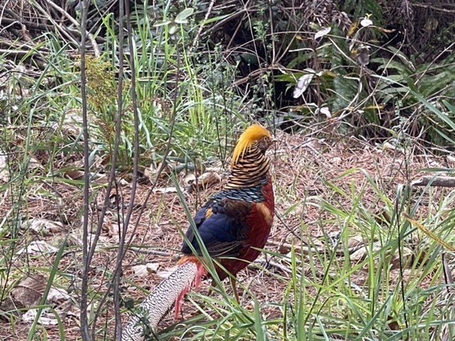 Golden Pheasant from Wairakei, Taupō, New Zealand on October 2, 2021 at ...