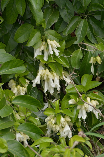 Subspecies Oxera pulchella grandiflora · iNaturalist