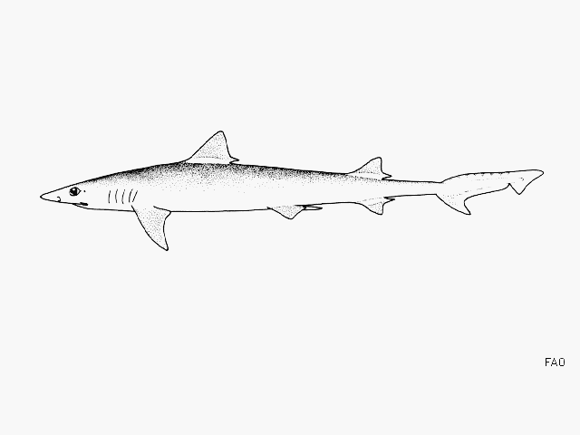 Straight-tooth Weasel Shark (Paragaleus tengi) - Marine Life Identification