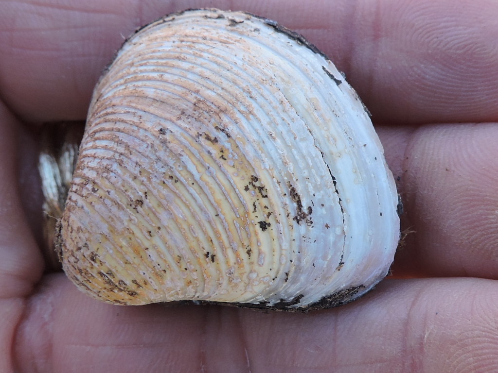 Asian Clam from Taylor County, US-TX, US on March 5, 2015 by Sam ...
