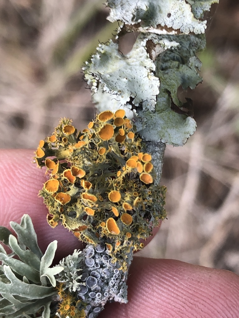 Golden-eye Lichen from Streetman, TX, US on October 01, 2021 at 03:34 ...