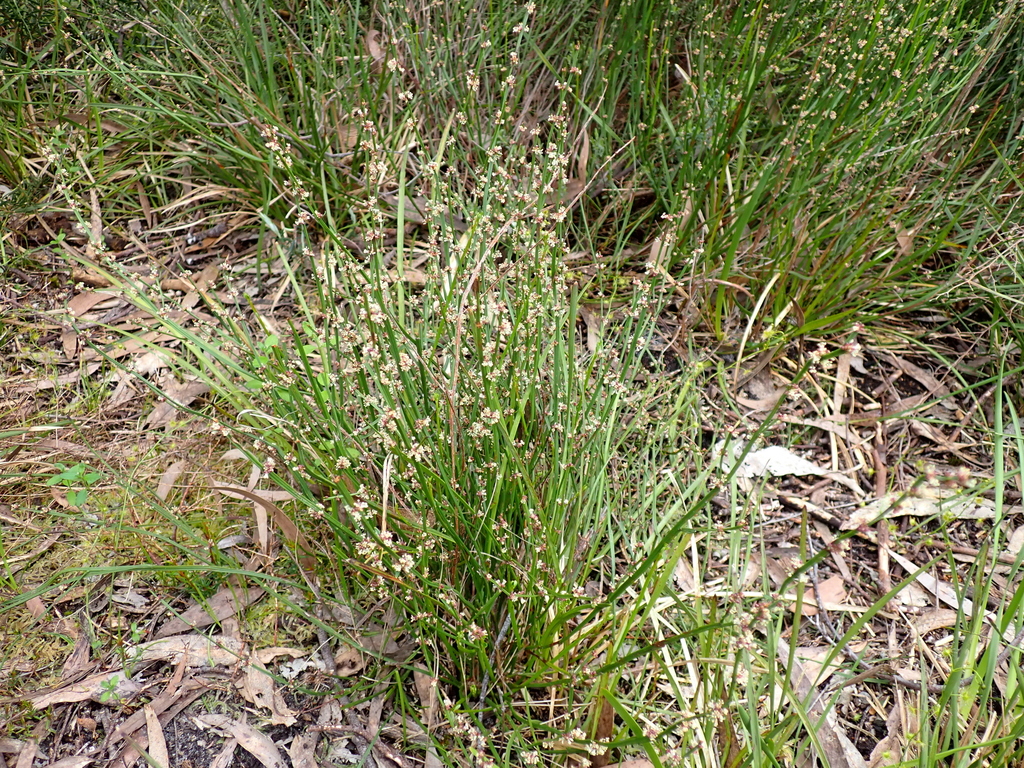 Broom Spurge from Somerville VIC 3912, Australia on October 02, 2021 at ...