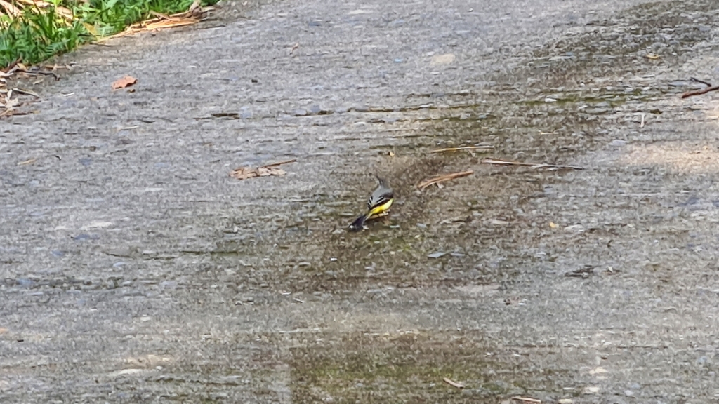 Grey Wagtail from Bayabas, Sablan, Benguet, Philippines on October 2 ...