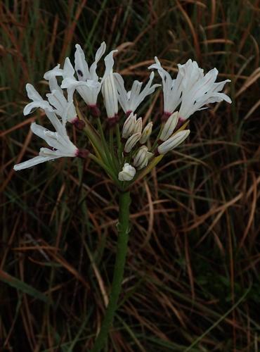 White Nerine (Nerine pancratioides) · iNaturalist