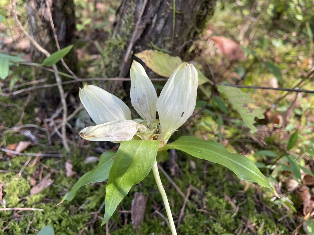 pale gentian in September 2021 by Tara Rose Littlefield. Cedar woods ...