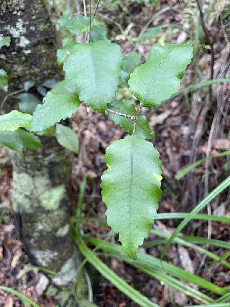 Kamahi in October 2021 by brucedc · iNaturalist