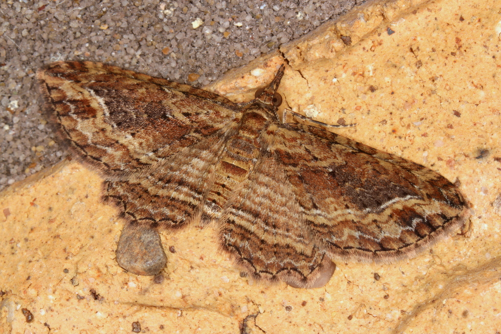 Australian Pug Moth from Bull Hill, Tinonee NSW 2430, Australia on ...