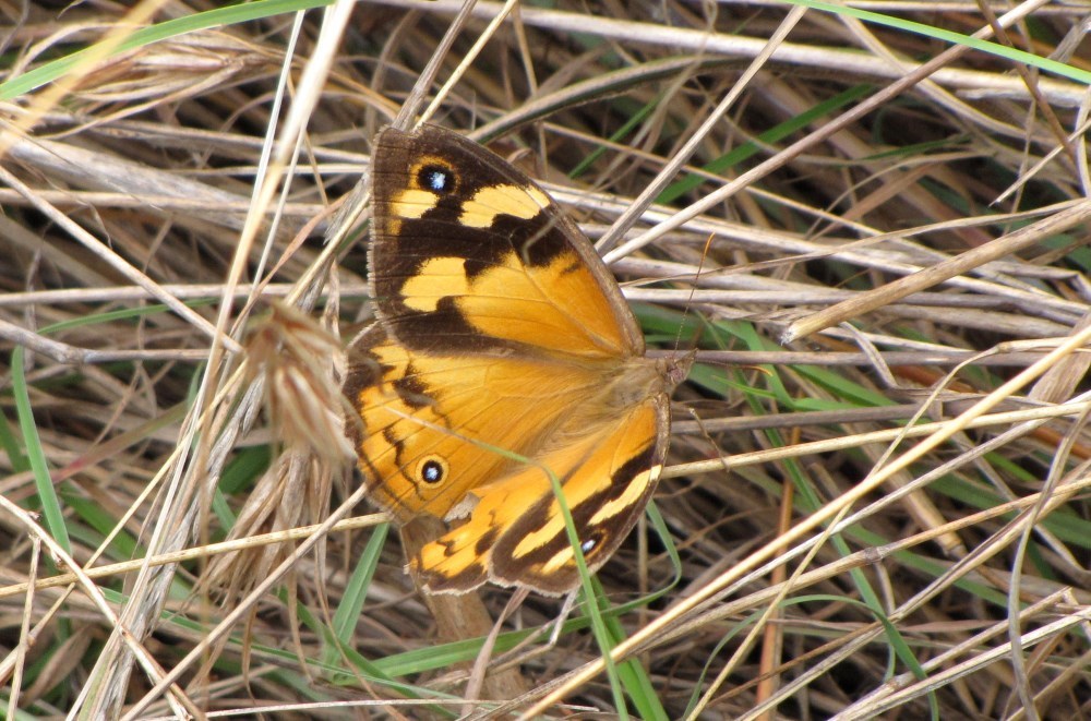 Common Brown from Staughton Vale VIC 3340, Australia on March 6, 2012 ...