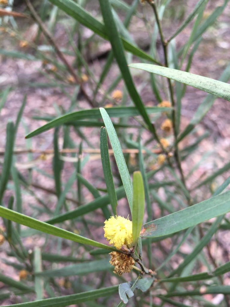Hop wattle from Blackheath, NSW, AU on October 2, 2021 at 11:37 AM by ...