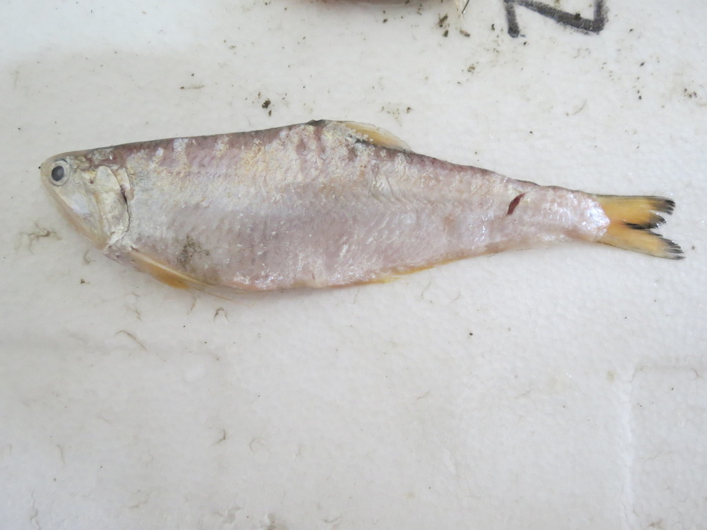 Common Hairfin Anchovy (Setipinna tenuifilis) - Marine Life Identification
