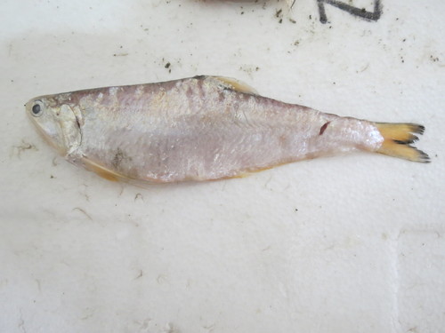 Common Hairfin Anchovy (Setipinna tenuifilis) · iNaturalist