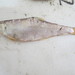 Common Hairfin Anchovy (Setipinna tenuifilis) · iNaturalist