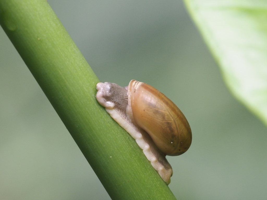 Siamese Common Snail from 10, Telok Blangah Green, Singapore 109178 on ...