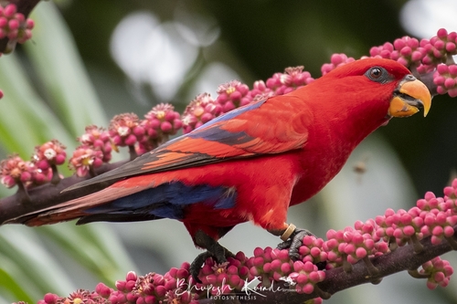 Red-and-blue Lories (Genus Eos) · iNaturalist