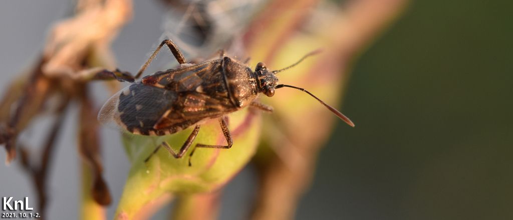 Hyaline Grass Bug (A guide to the Ecdysozoa: Insecta: Hemiptera (true ...