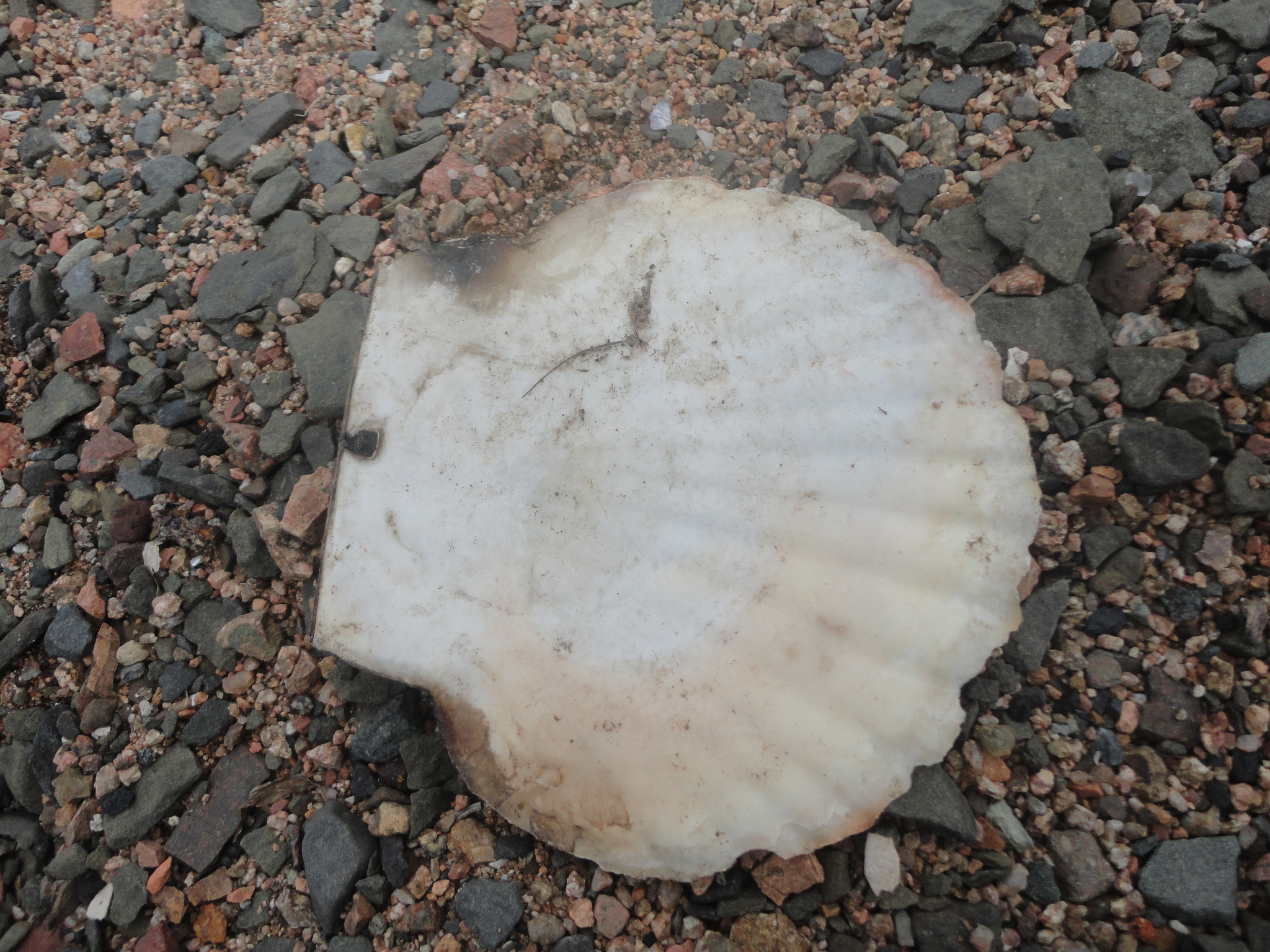 Mizuhopecten yessoensis (Jay, 1857)