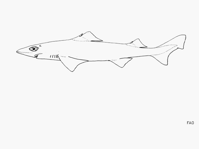 Mosaic Gulper Shark (Centrophorus tessellatus) - Marine Life Identification