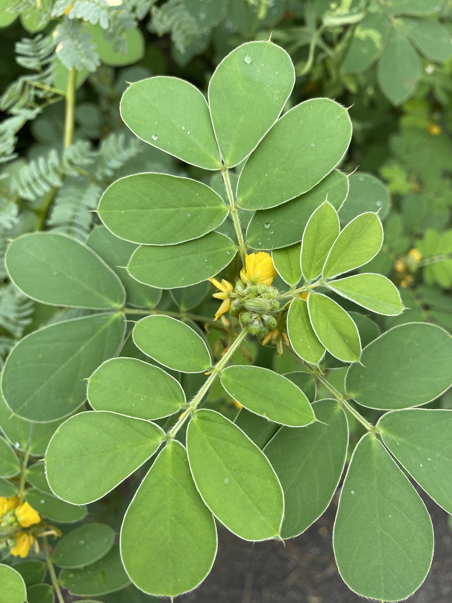 Senna tora (L.) Roxb.