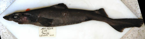 Needle Dogfish (Centrophorus acus) · iNaturalist