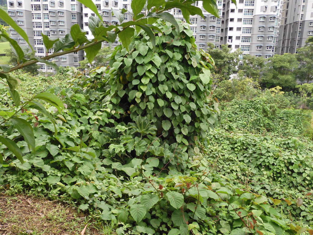 Decalobanthus peltatus from Bt Gombak Nature Park, Sg on October 2 ...