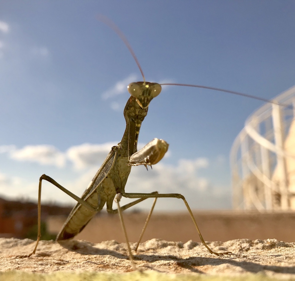 Giant African Mantis from Calle Lanzarote, 3, Torrevieja, Valencia, ES ...