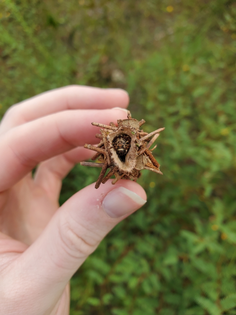 Bagworm Moth Florida