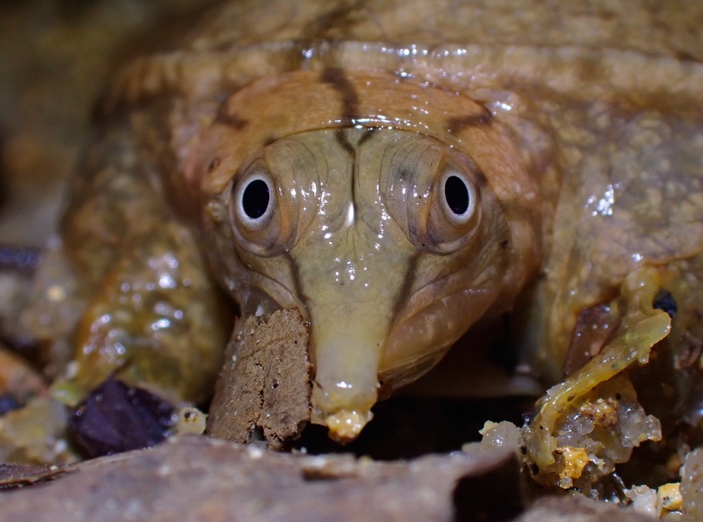 Malayan Softshell Turtle from Svalbard, Svalbard and Jan Mayen on ...