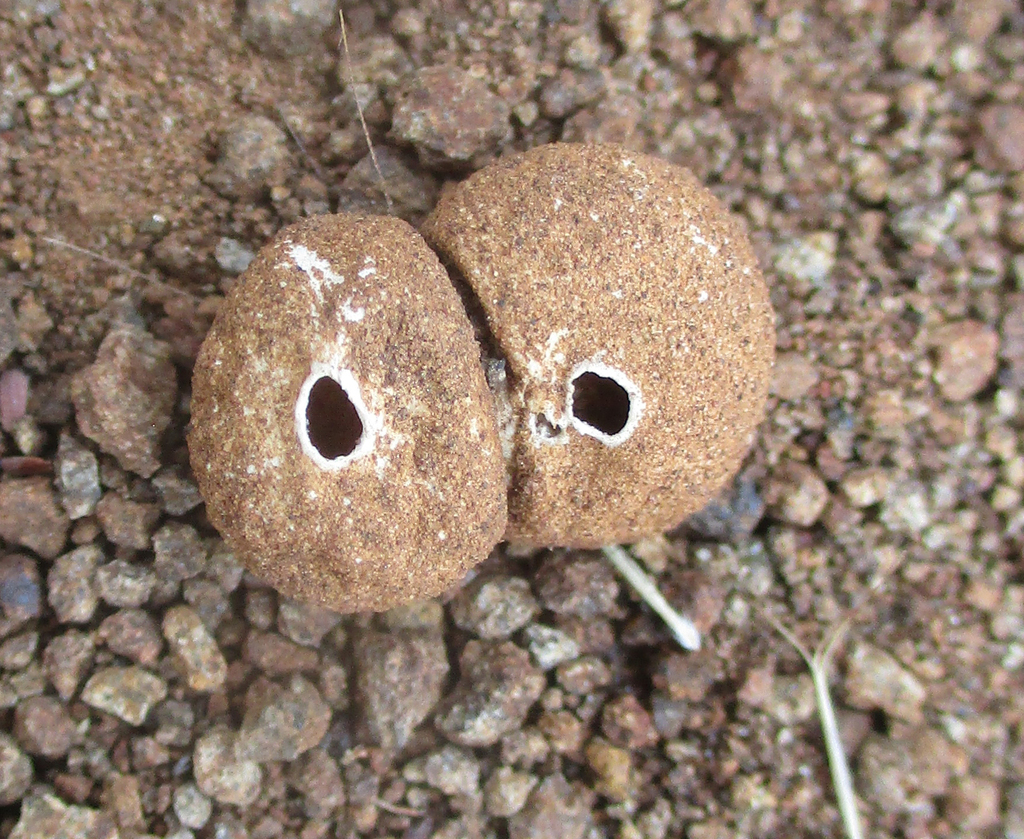 Stalked Puffballs from Serowe Botswana on October 1, 2021 by ...