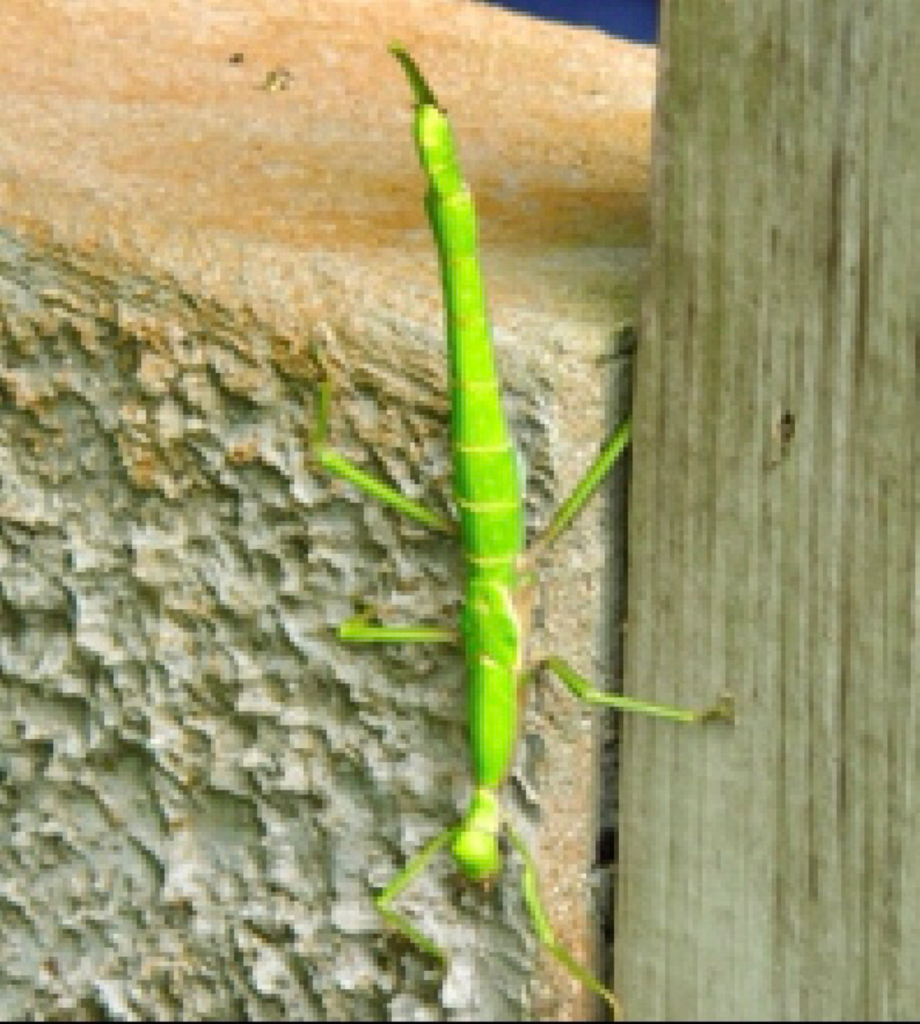 Stick Insects from San Juan, Puerto Rico on July 1, 2021 at 10:16 AM by ...