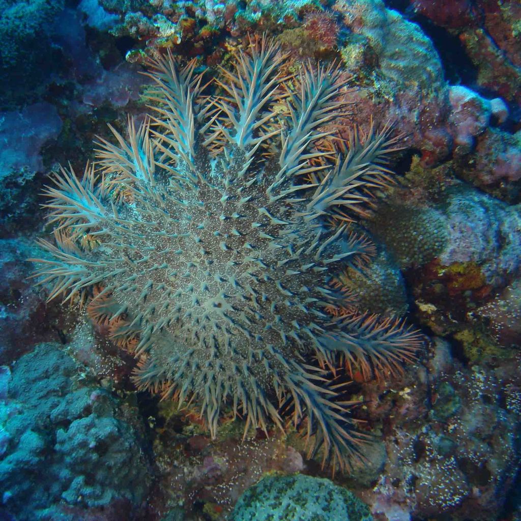 Long-spined Crown-of-Thorns on July 14, 2008 at 09:21 AM by juju98 ...