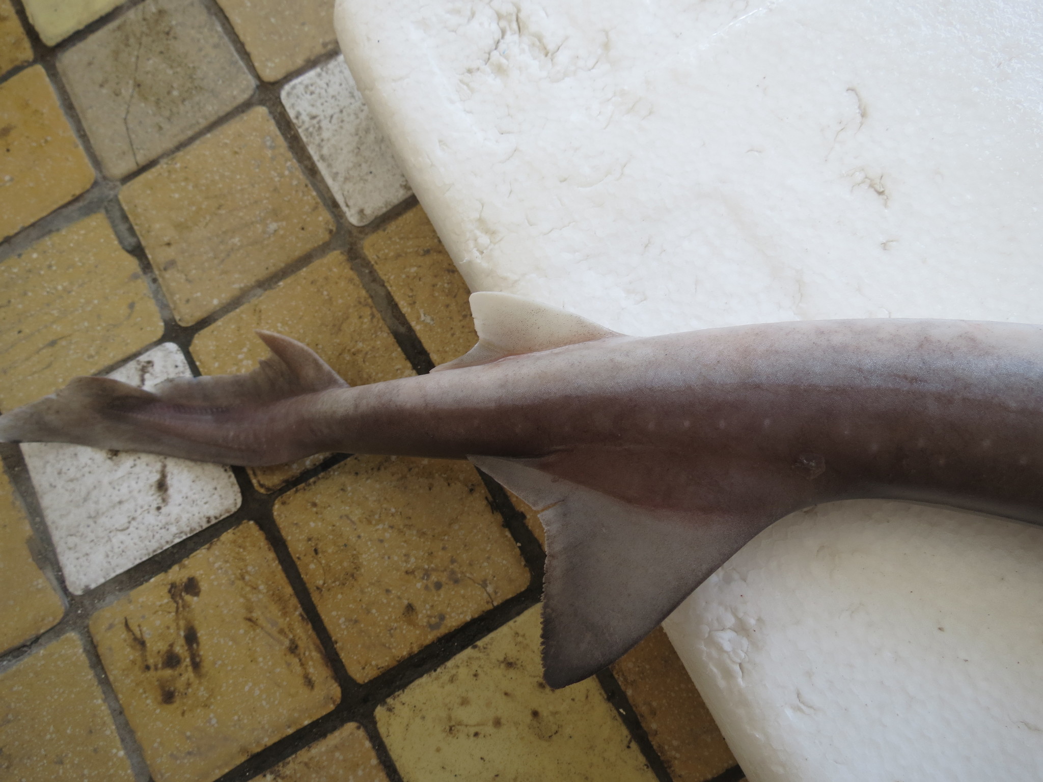 Mustelus manazo Bleeker, 1855