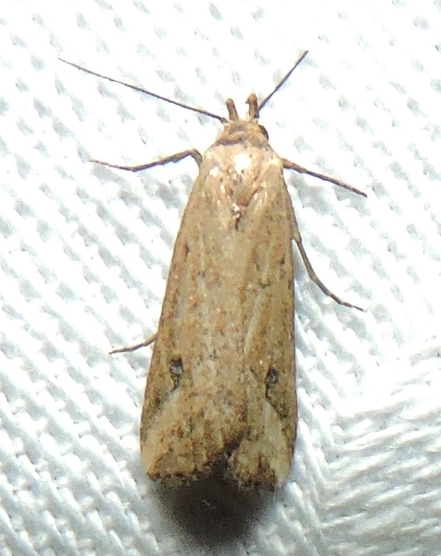 Luceria oculalis from Cundletown NSW 2430, Australia on April 14, 2018 ...