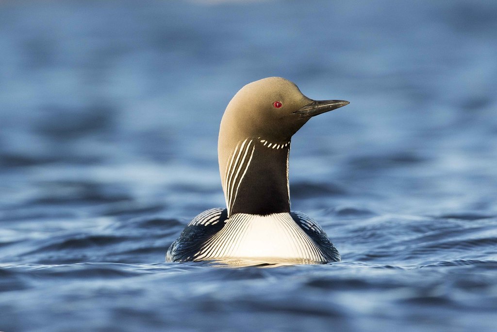 Pacific Loon (Birds of Colorado) · iNaturalist